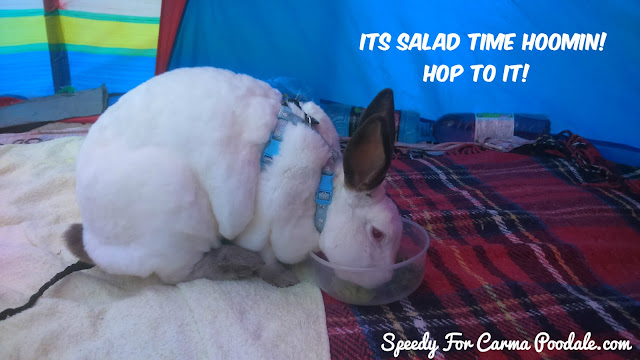 Carma Poodale : Bunny Meme Saturday....Salad Favourites!