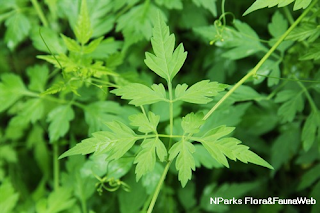 Weeds of Sri Lanka: Wel Penela (වැල් පෙනෙල) Cardiospermum halicacabum