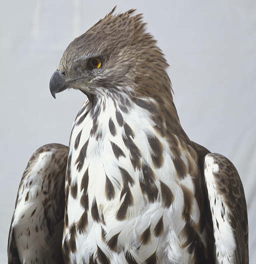 cyberco: Beberapa Jenis Elang