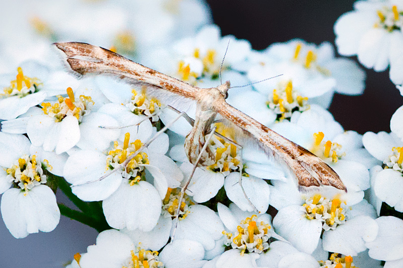 Wild and Free Montana: Plume Moth Experts Hard to Come By