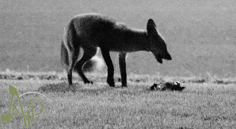 Audra May Photography: Starving Fox