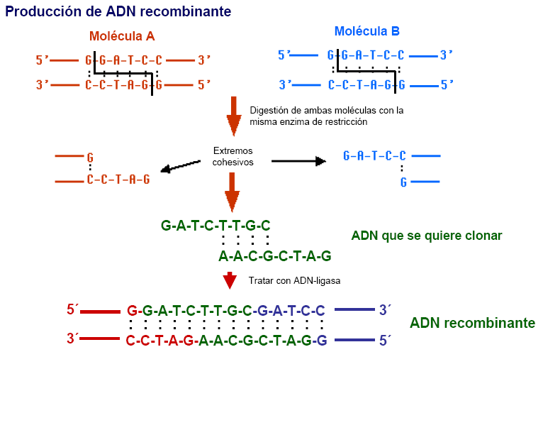 OscarMontesdeocaOrmaza: ADN recombinante en ALZHEIMER
