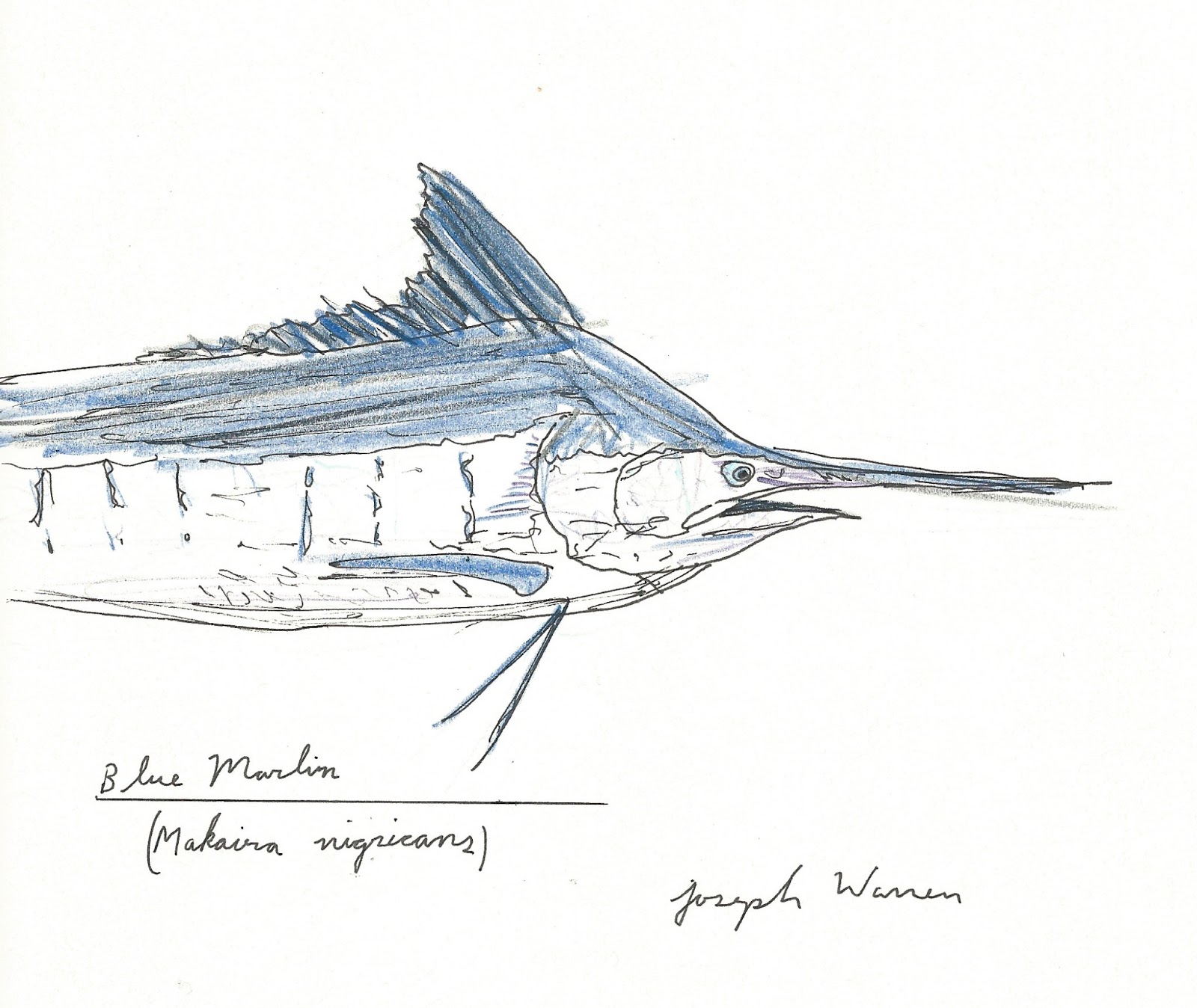 Pescadotes: blue marlin head + torso