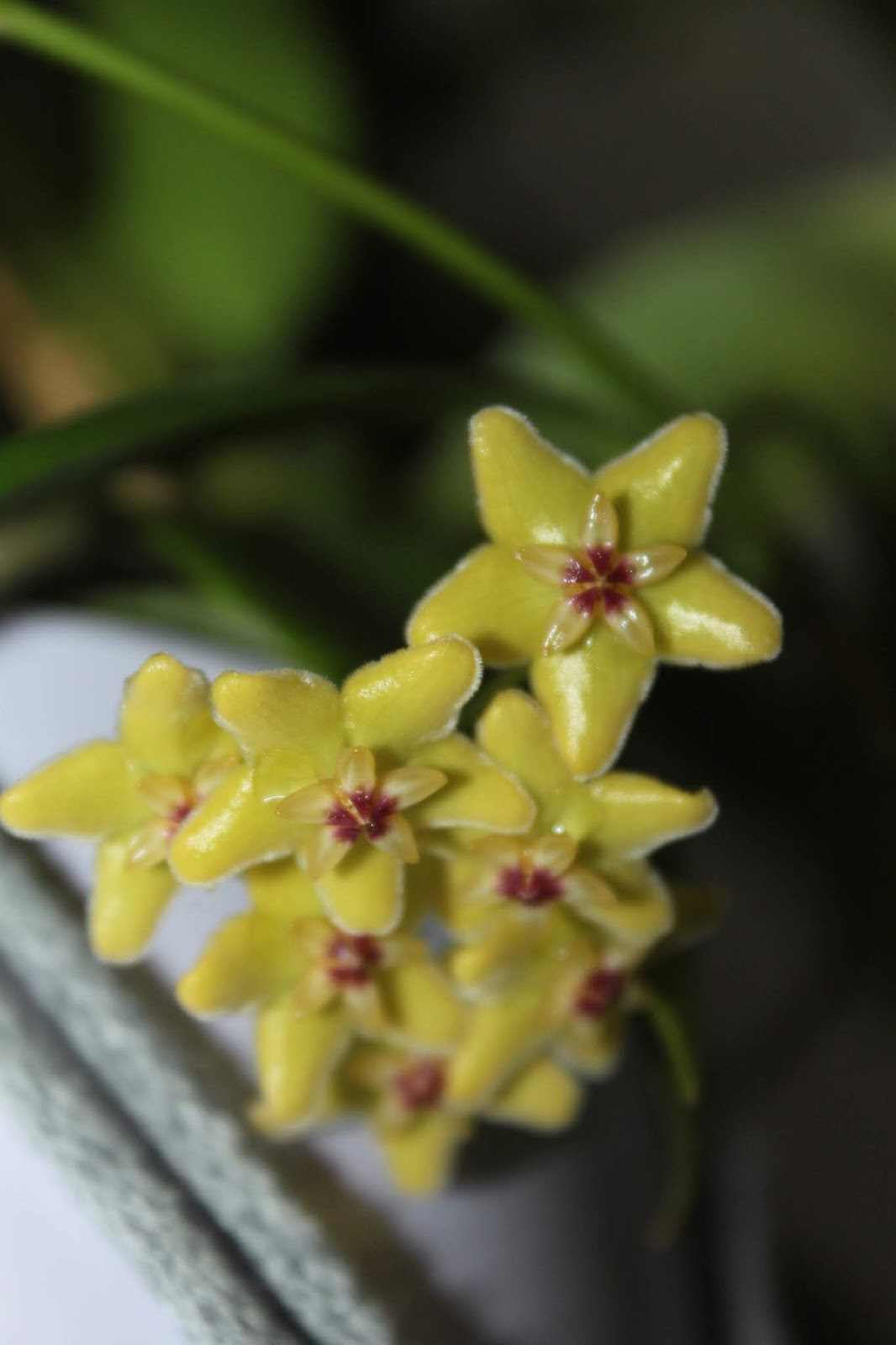 Hoyapassion: Hoya diptera Fiji i obiecanki Hoi kipandiensis