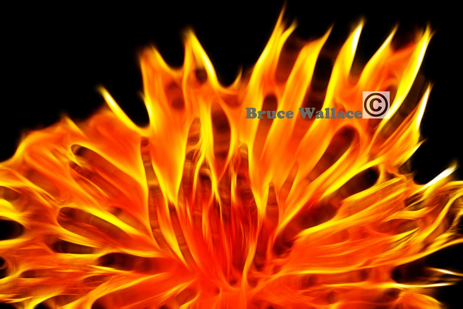 Great SouthLand Photography: Digital Images - Fractalius Filter
