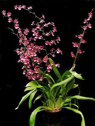 Anggrek Oncidium