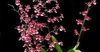 Anggrek Oncidium