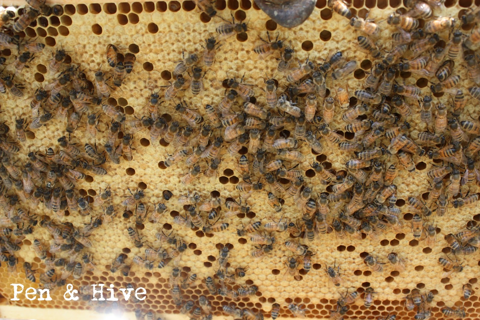 Pen & Hive: April Bee Update