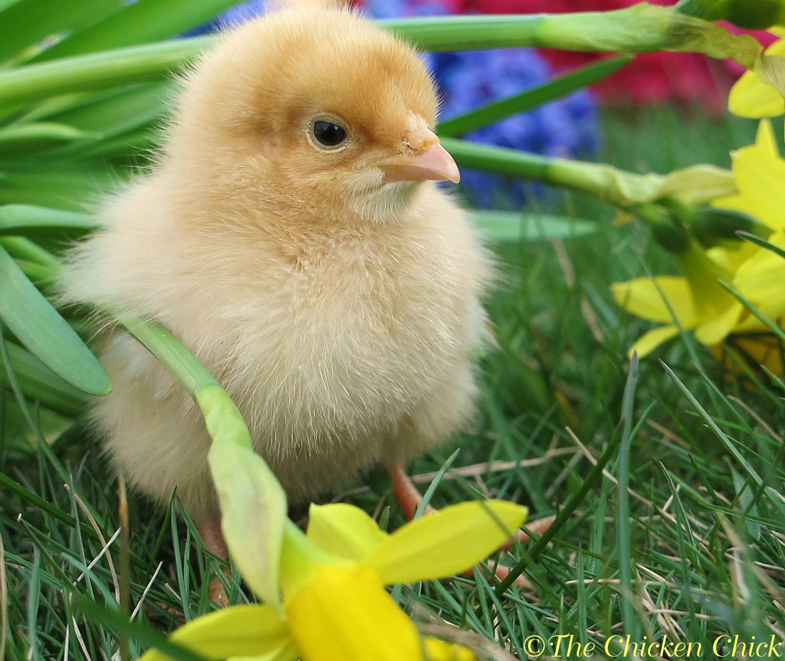 1000+ images about A Celebration of Spring-Time;and Spring Babies! on ...