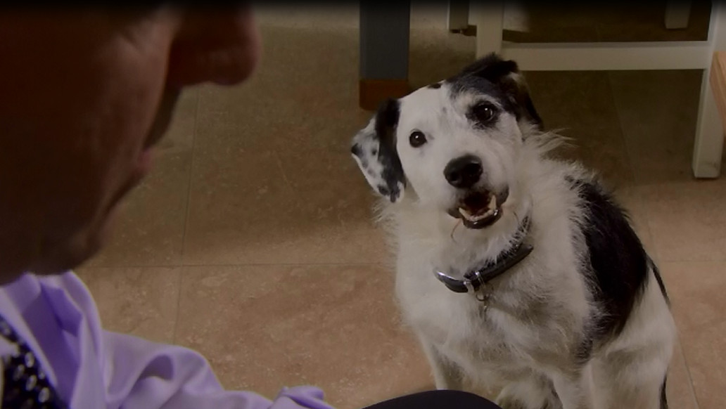 What Happened To Sykes Dog In Midsomer Murders