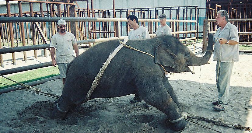 For Animals' Sake: The Inside Story on Ringling Bros.- Torture or ...