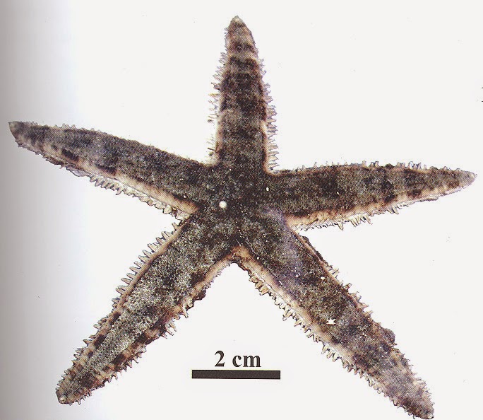 Taukah Anda??: Bintang Laut (Archaster typicus)