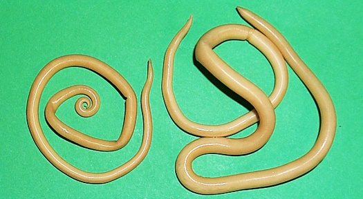 Lombriga da fertilidade? - Saber Atualizado