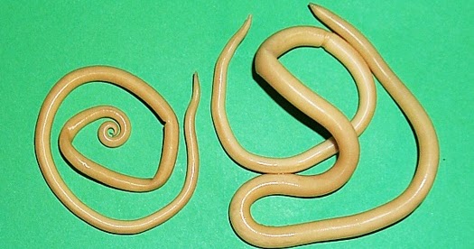 Lombriga da fertilidade? - Saber Atualizado