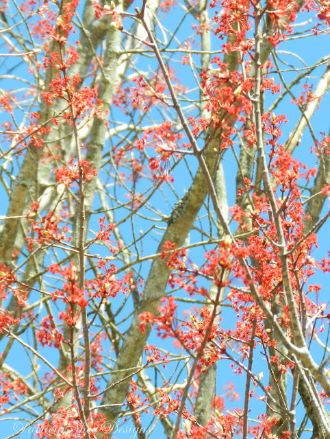 patternpatisserie: Red Maple flowers and gleaming blue skies in Maine