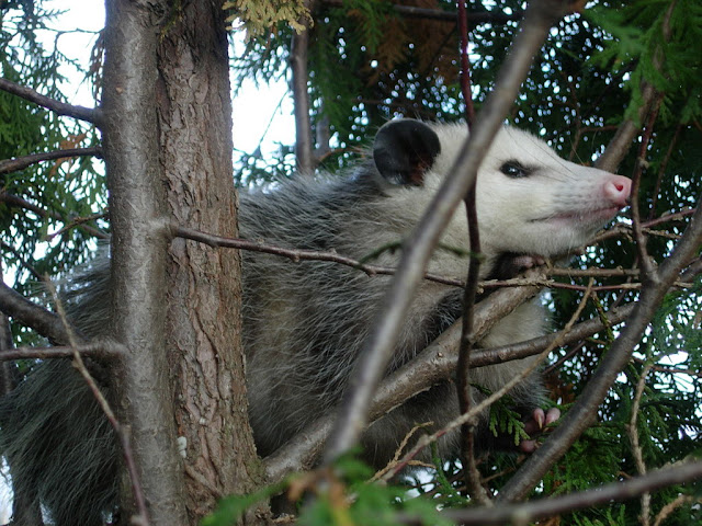 Earth and Space News: Virginia Opossum Didelphus virginiana: Only ...