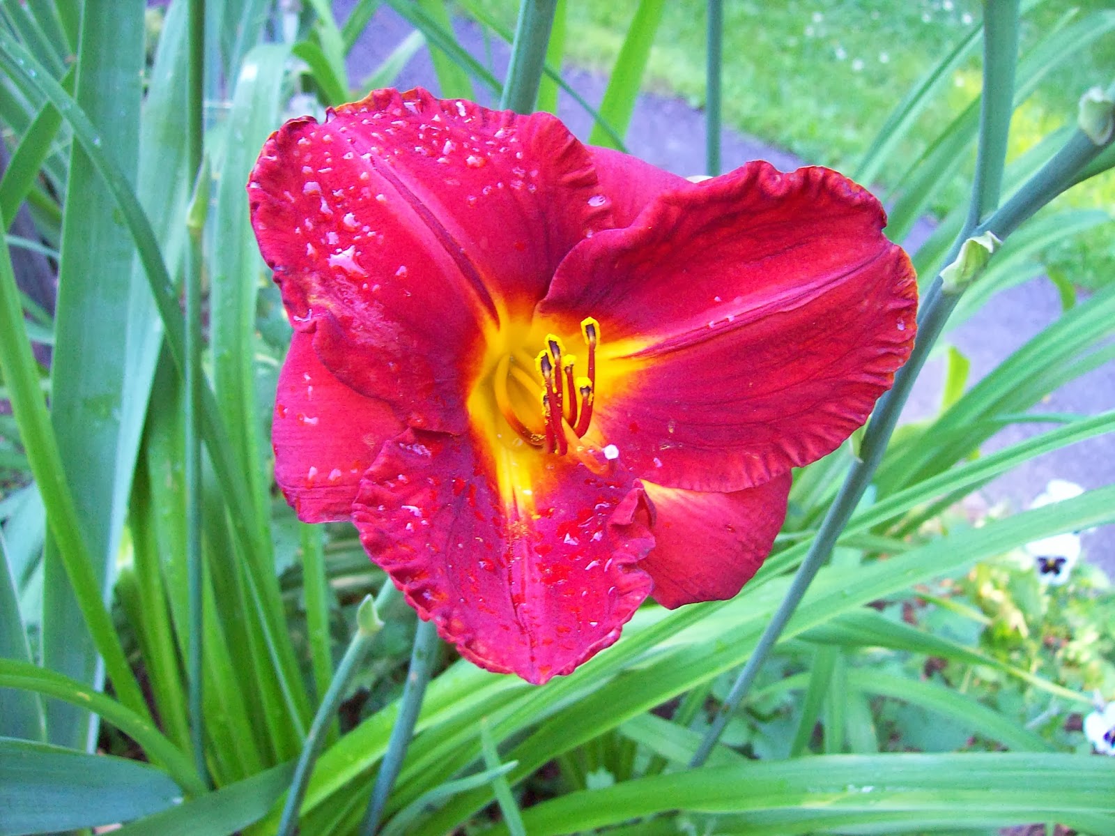 The Northern New York Gardener: Flowers For Valentines Day!