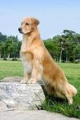 Anjing Golden Retriever