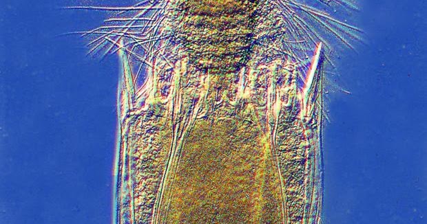 El blog de las especies singulares: Loricifera, un nuevo phylum de ...