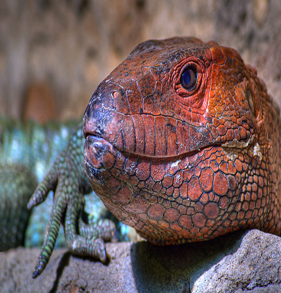 Caiman Lizard | Info-Facts and New Photos 2012 | The Wildlife