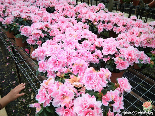 Kedai Bunga di Kundasang, Sabah - yana ssurianah blog