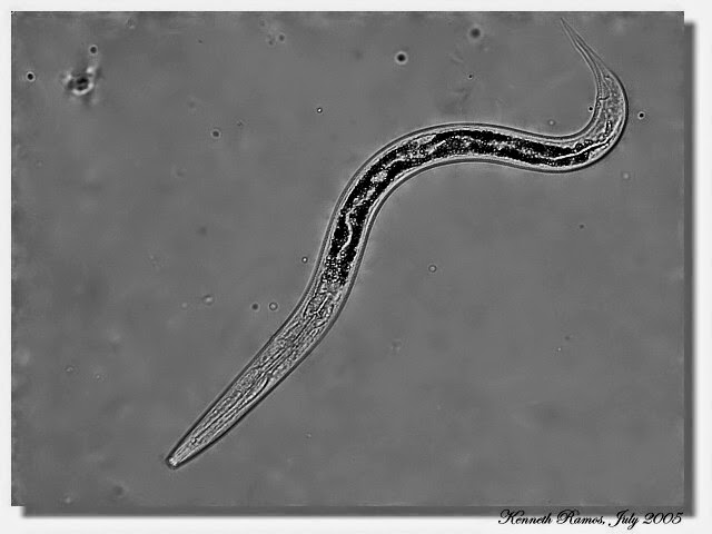 Variety of Life: Rhabditoidea