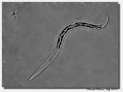 Variety of Life: Rhabditoidea