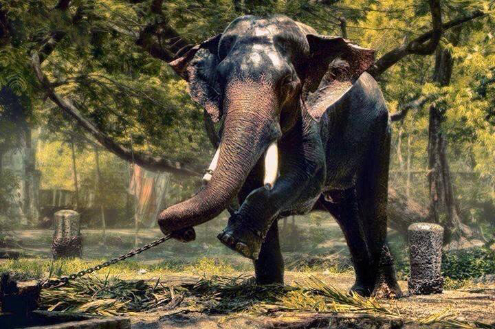 Guruvayoor Valiya Kesavan Kerala Elephant - One of the majestic ...