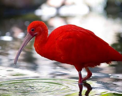 Ibis | The Life of Animals