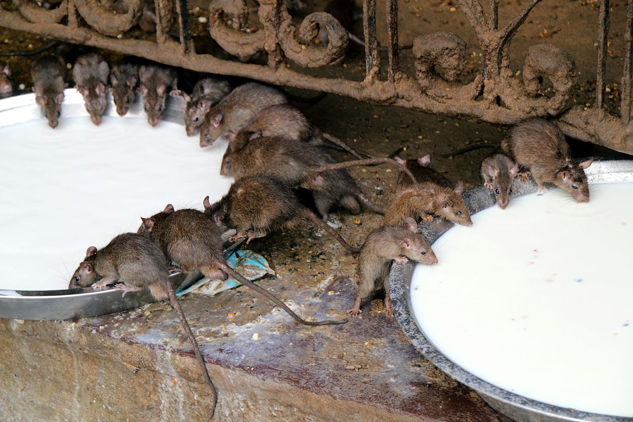 Karni Mata temple Rat temple Deshnok History and story about Karni ...