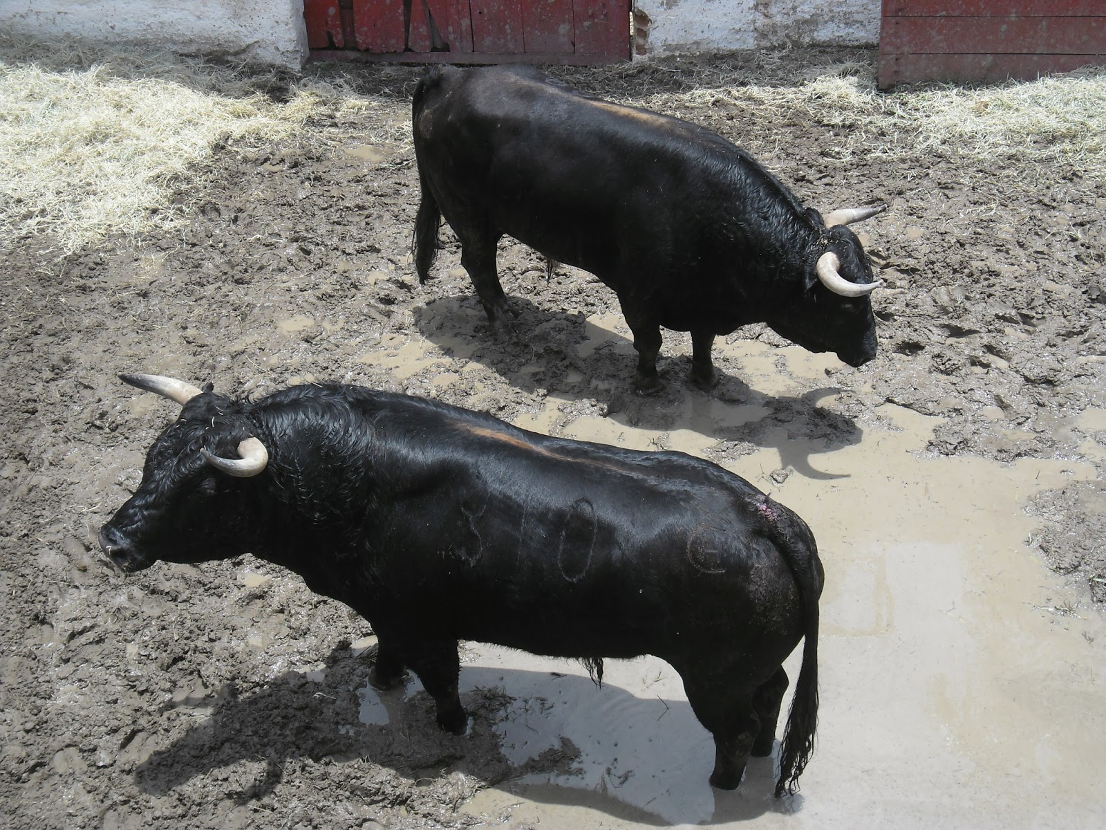 Notiferias en Venezuela y el Mundo: Ovacionados los toros de “El Capiro ...