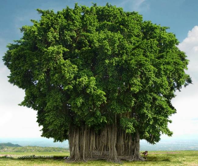 MAA URU: Banyan Tree - The National Tree of India