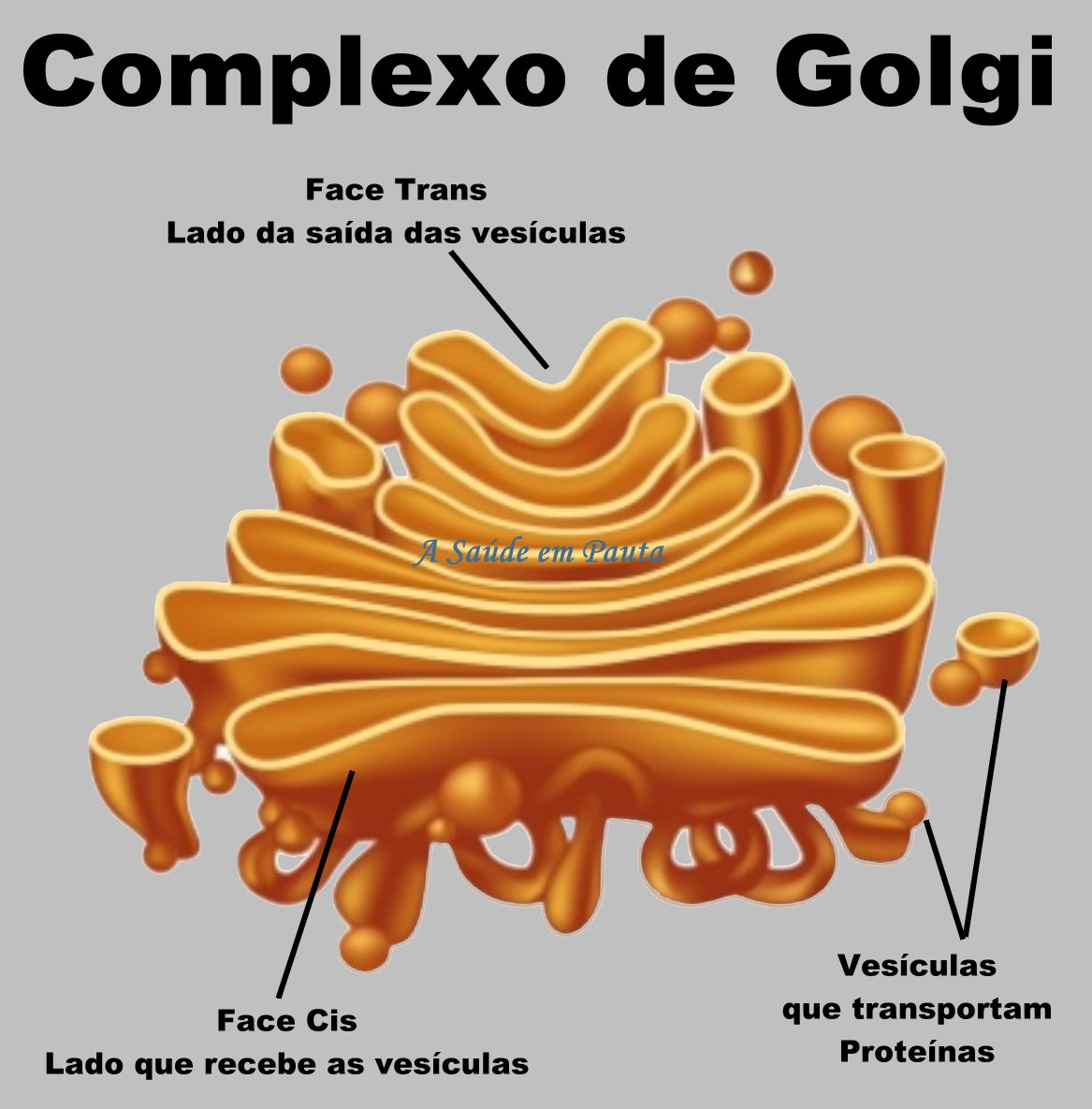 Complexo De Golgi