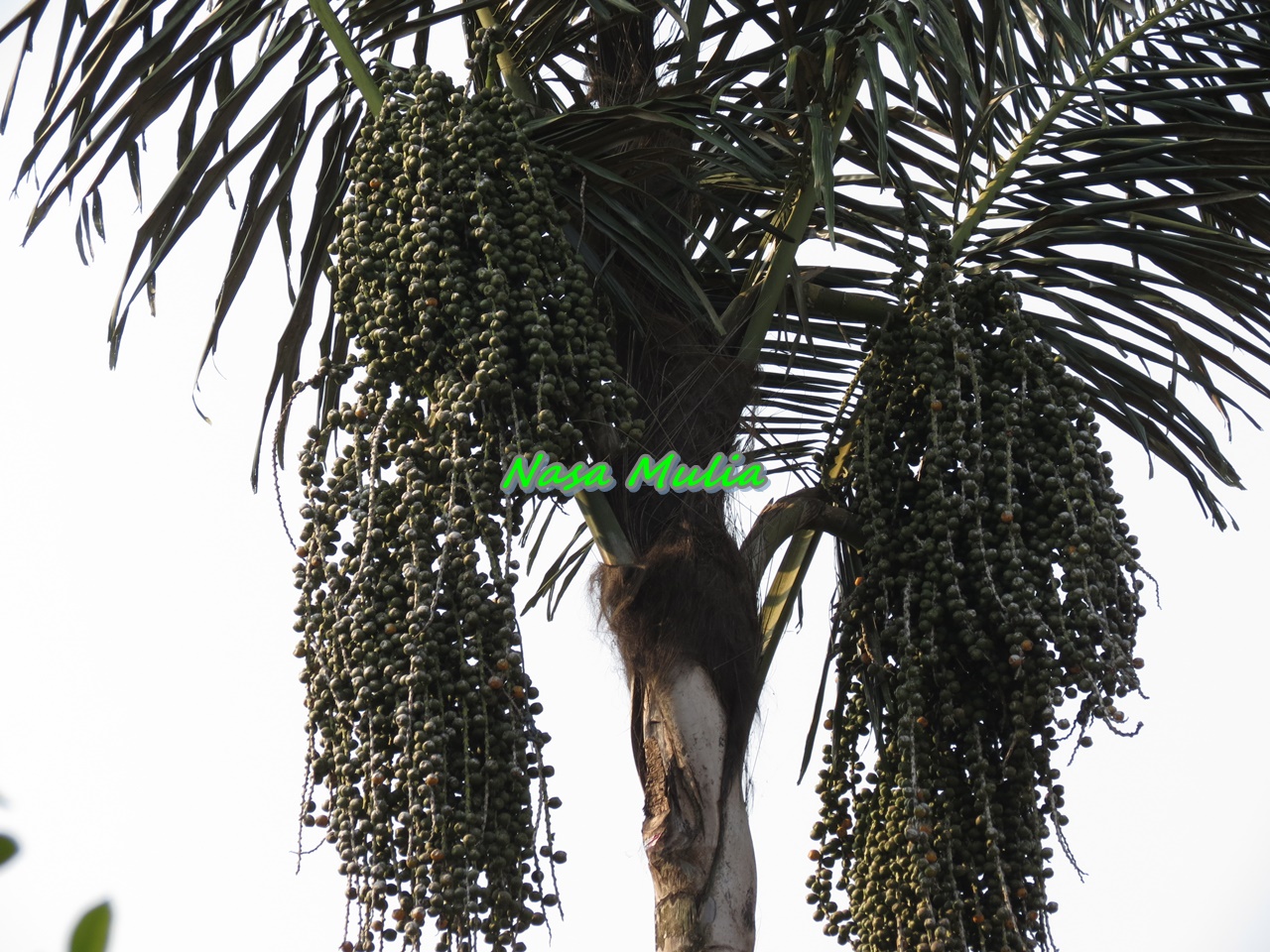 warna warni hidupku..............: Pokok Kabung / Aren