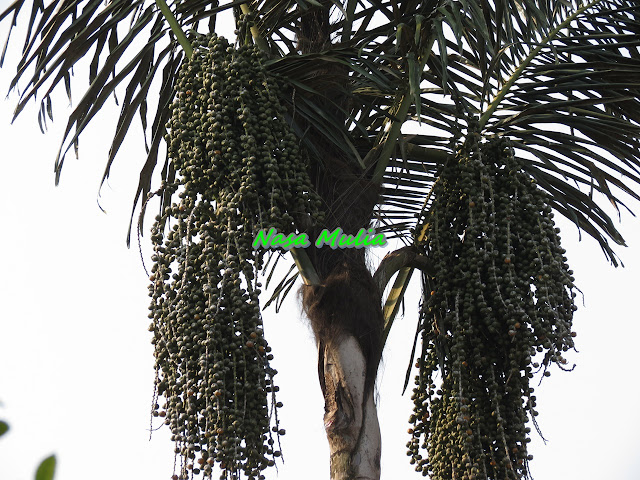 warna warni hidupku..............: Pokok Kabung / Aren
