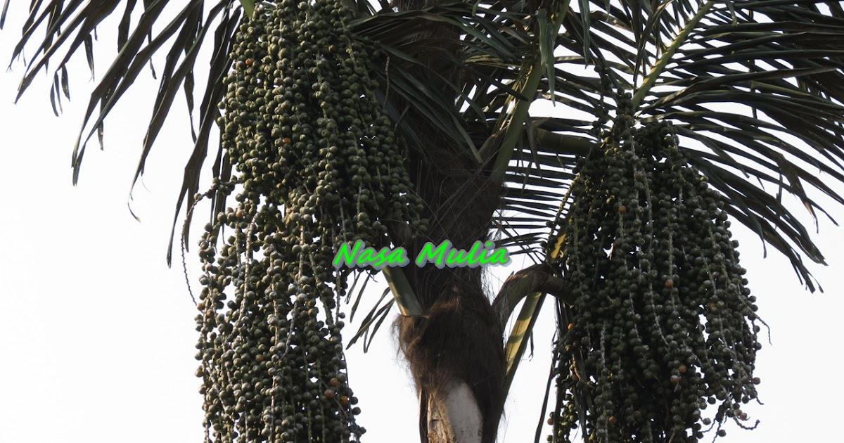 warna warni hidupku..............: Pokok Kabung / Aren