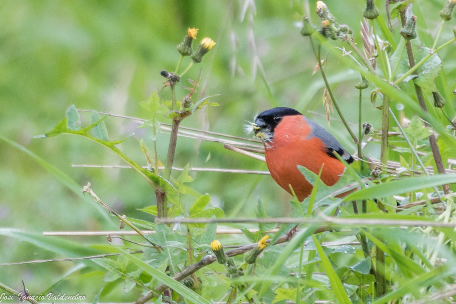DocNatureBlog: Colorín, colorado, éste pájaro me ha encantado ...