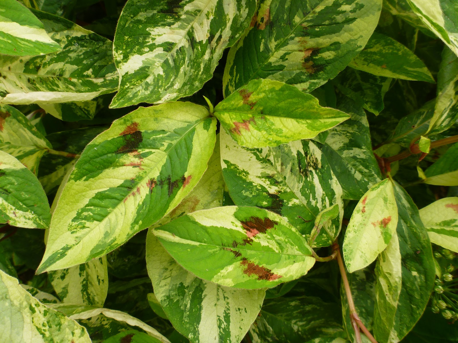 A Garden Less Ordinary: How to use variegated foliage