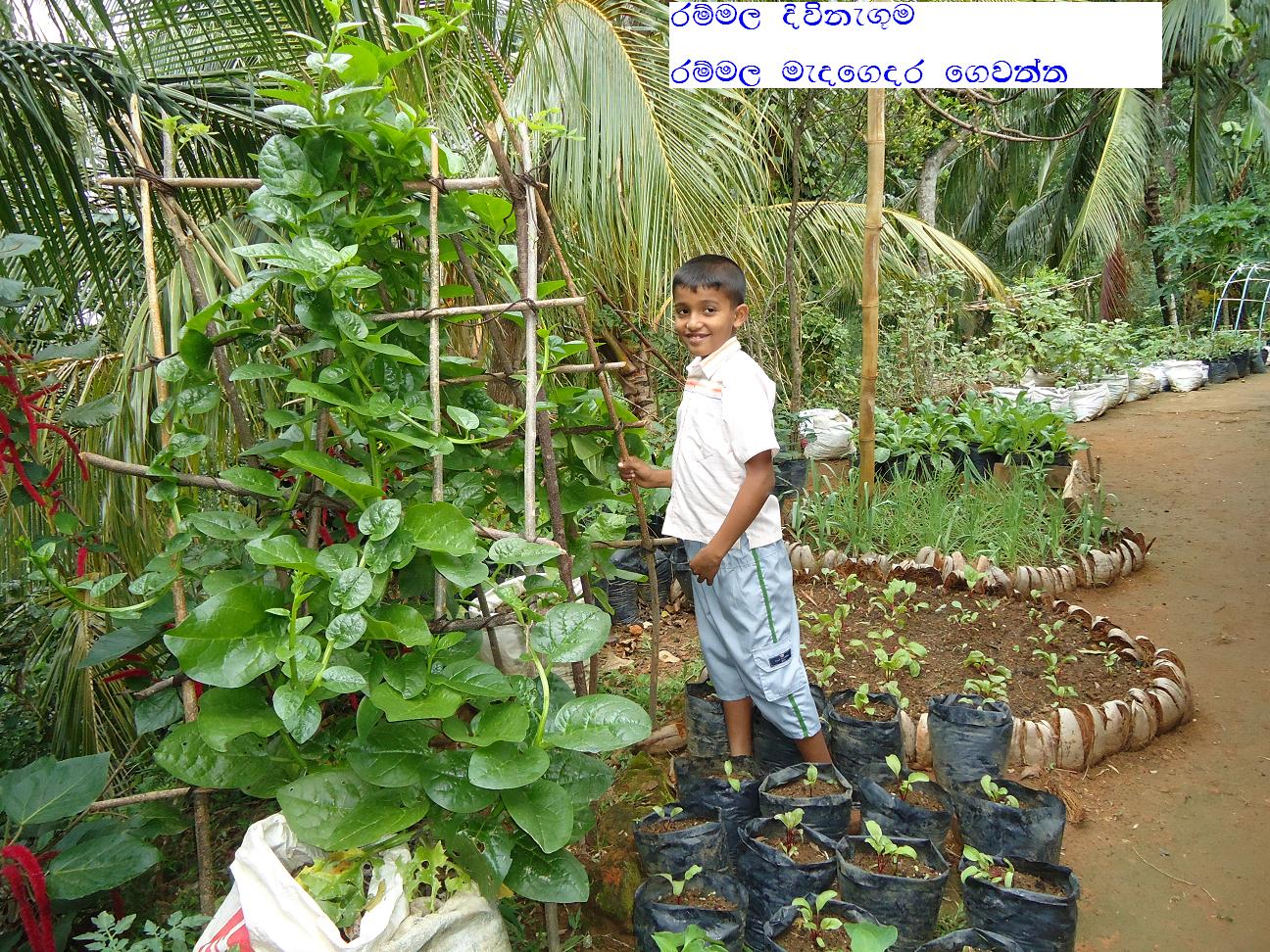 Rammala Divi Neguma: ගෙවත්තක් බලමු