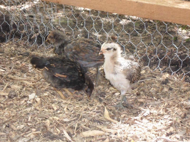 Muffy and Spencer: The Great Chicken Migration of '11