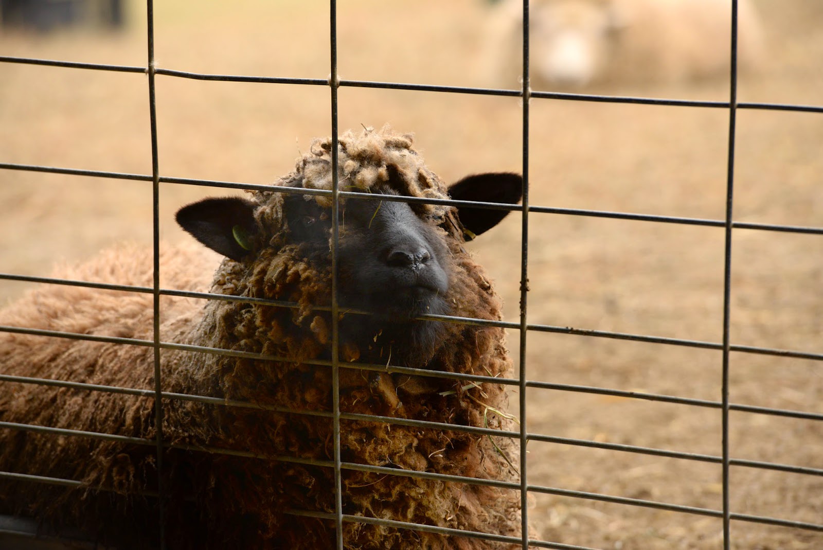 Punkin's Patch: Sleepy Sheepy Shots