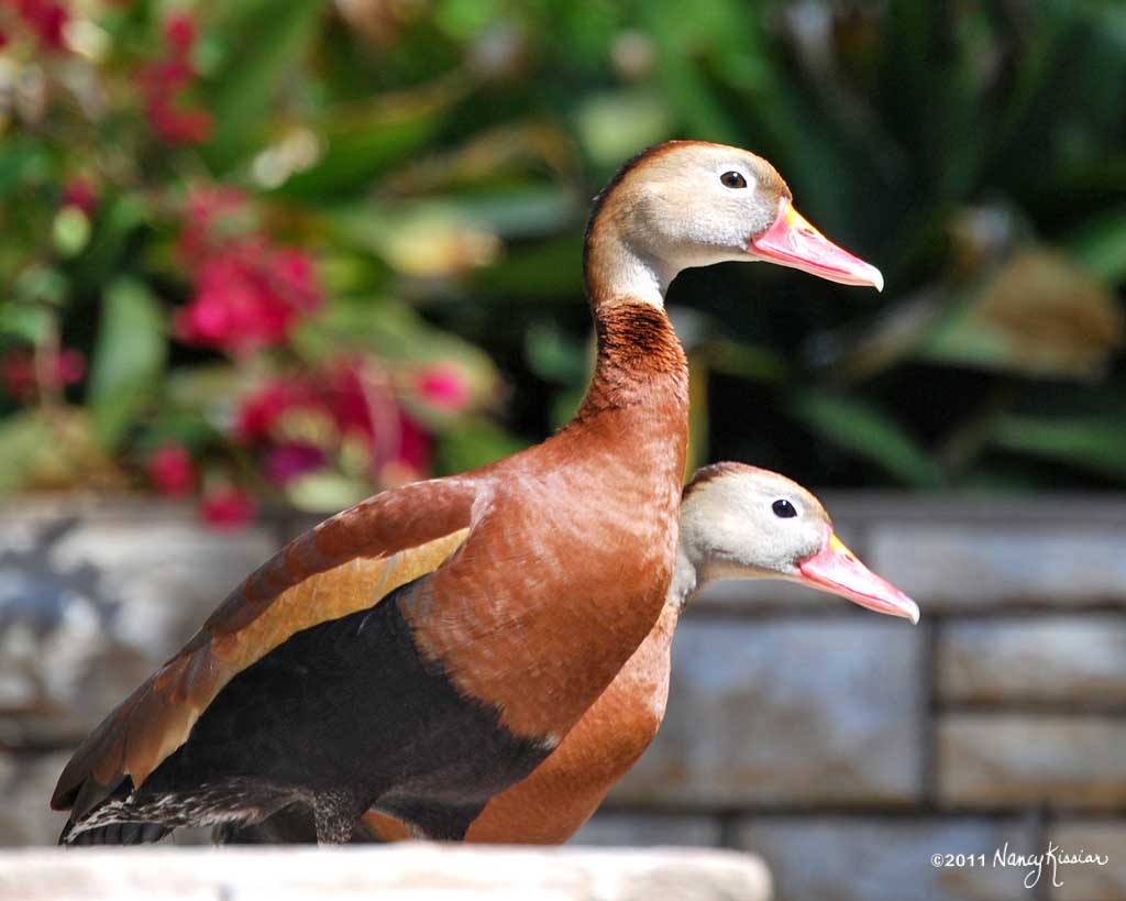 Wild About Texas: Texas Water Fowl Couples