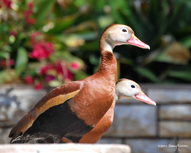 Wild About Texas: Texas Water Fowl Couples