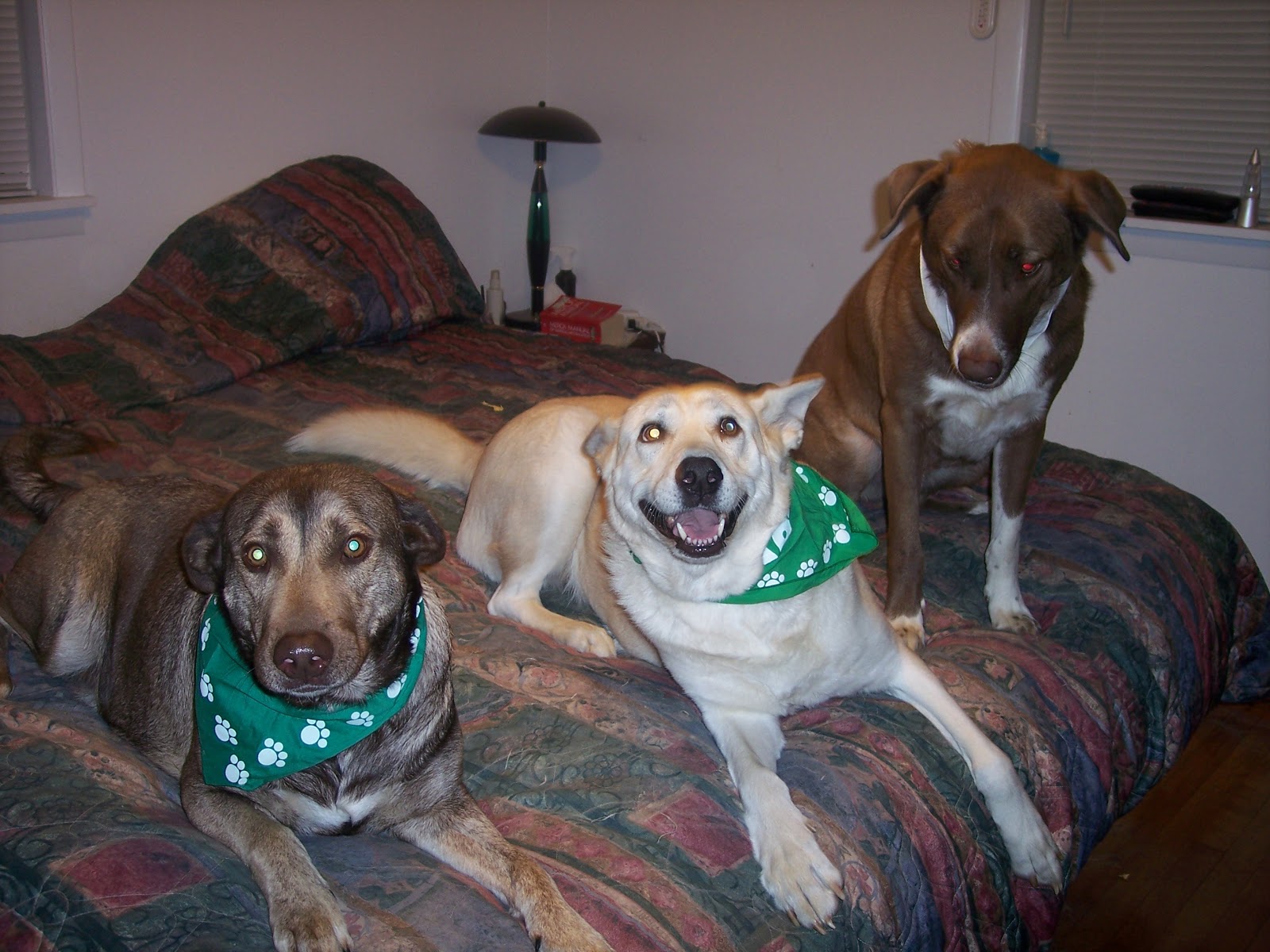 Wolves As Pets: Meet My Hybrid Wolf Family