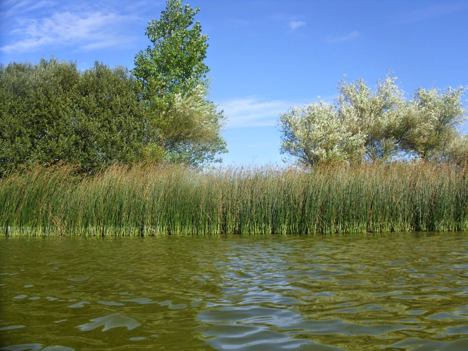 O junco e o castanheiro