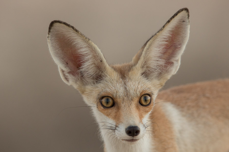 Birds of Saudi Arabia: Excellent views of Arabian Red Fox – Dhahran Hills