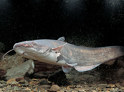 Lele dan Gempabumi di Jepang - Naqiya Aiko Blog