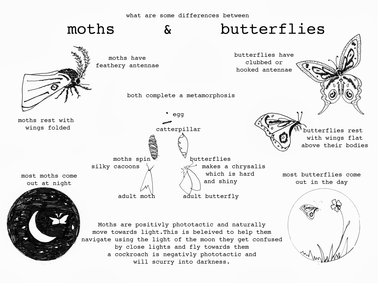 The Academy of Gentle Arts: moth shadow puppets