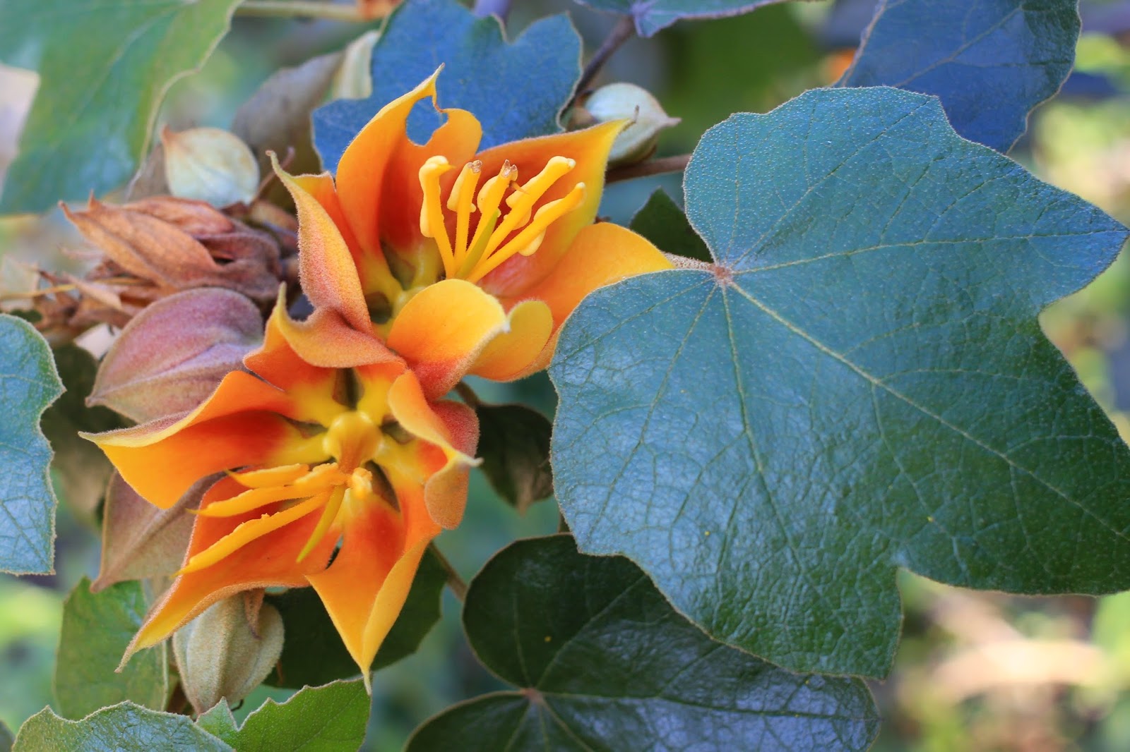 CA Native Garden: California Gold (Flannel Bush)