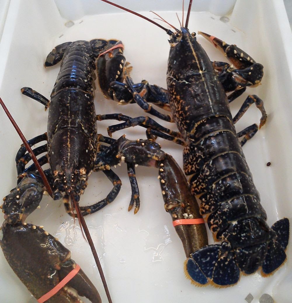 Crustáceo decápodo: bogavante | Mariscos Gontelo